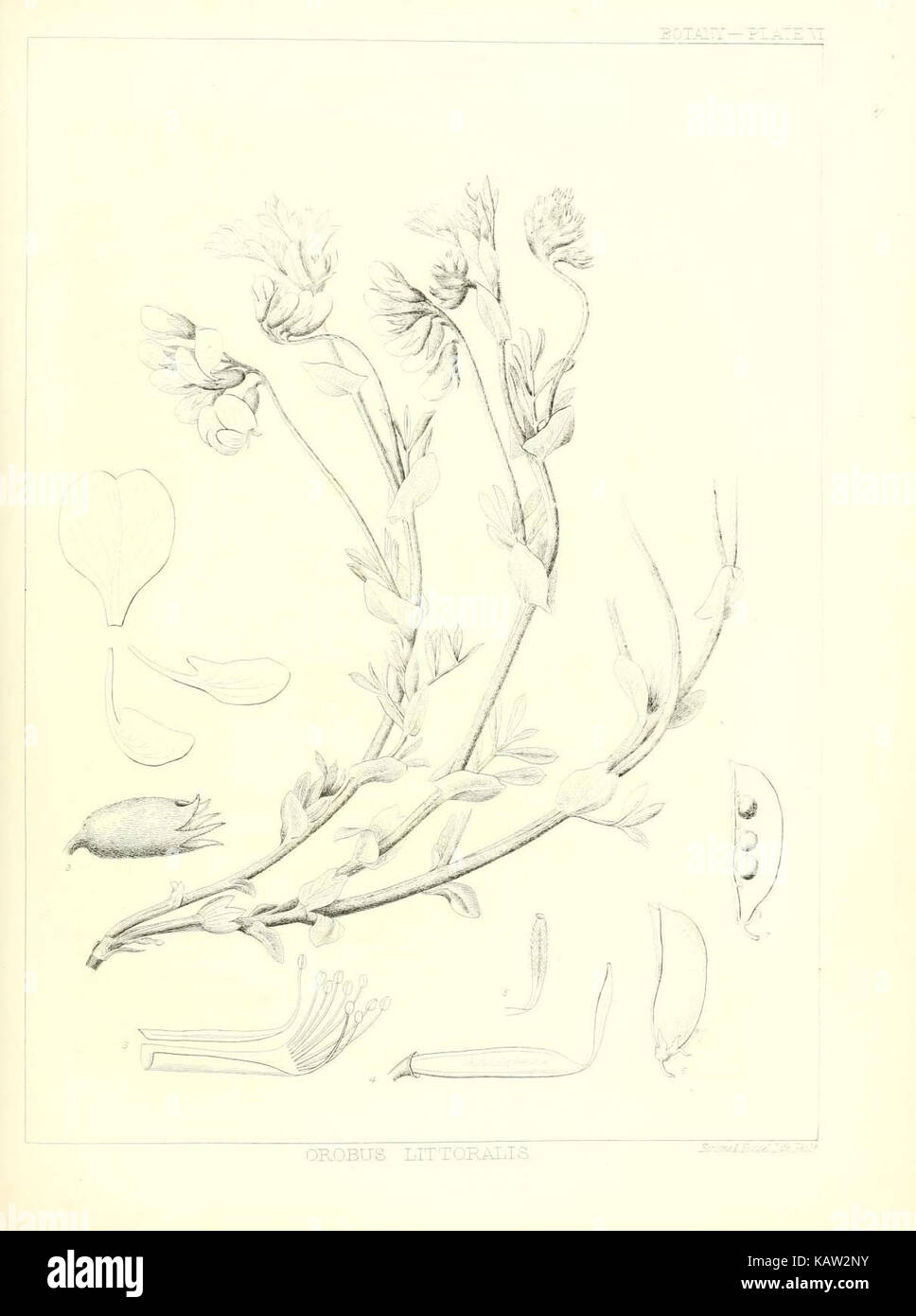 The natural history of Washington territory (Botany Plate VI ...