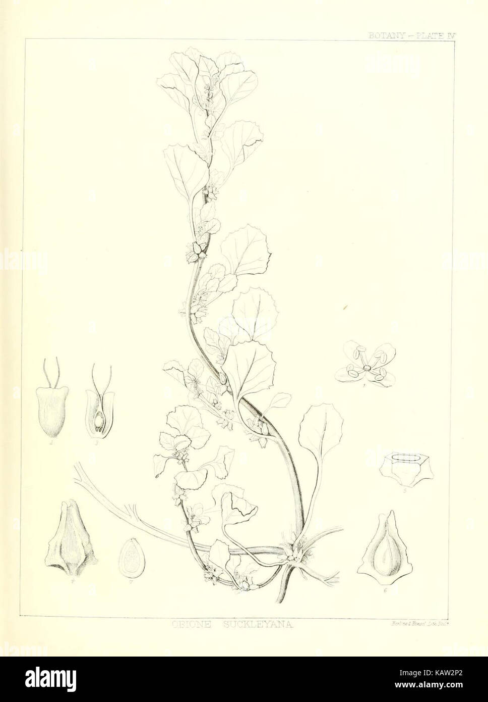 The natural history of Washington territory (Botany Plate IV ...