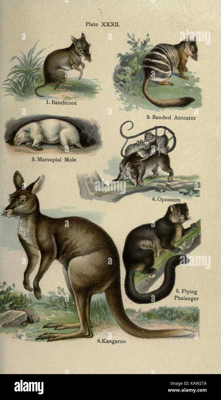 The handy natural history (Coloured Plate XXXII) (5984805767 Stock ...