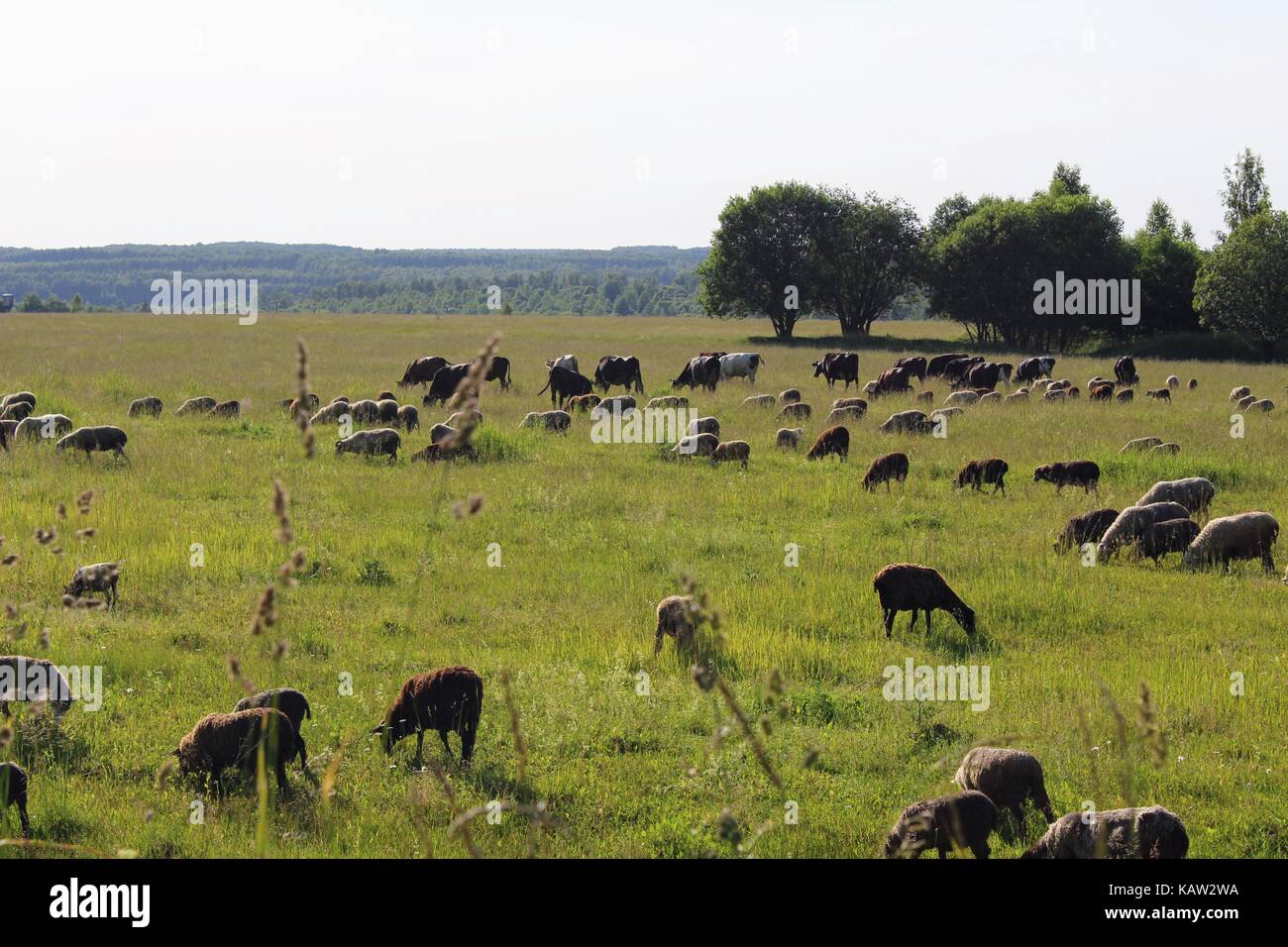 Flock of cows and sheep hi-res stock photography and images - Alamy