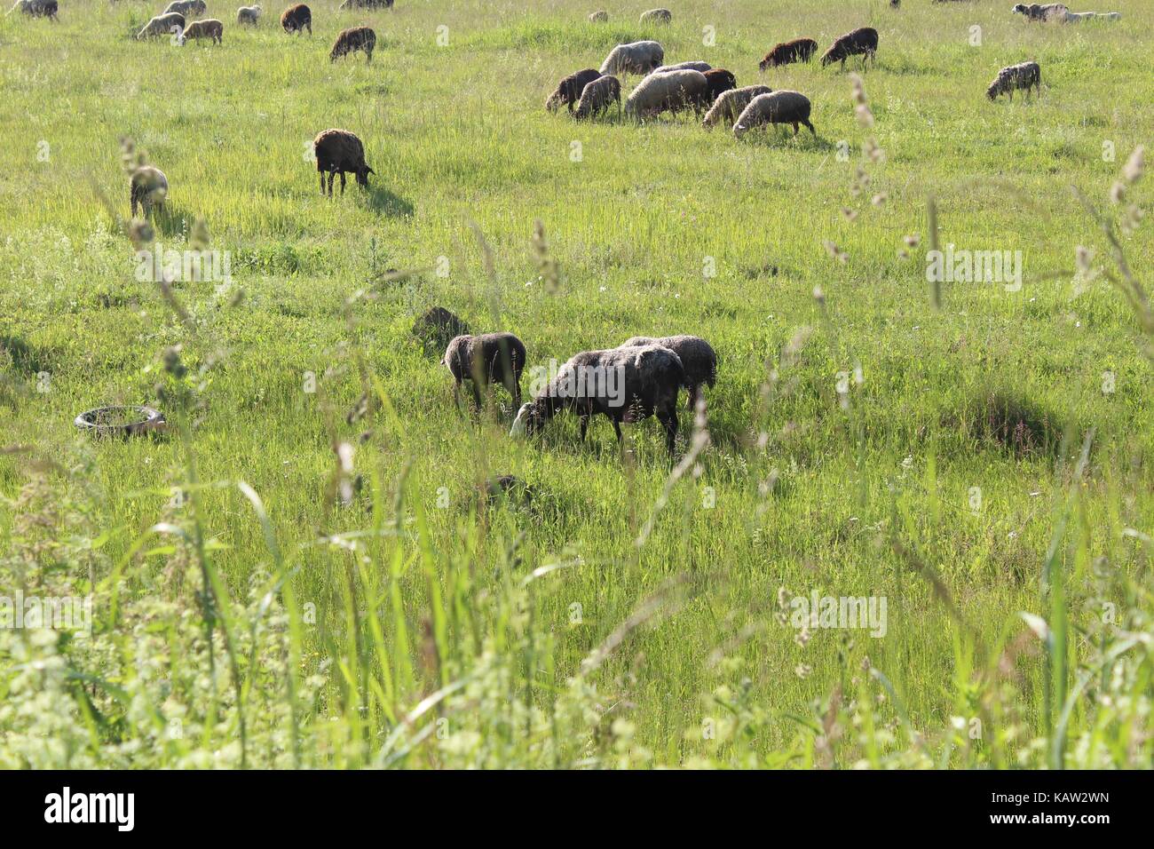 Sheep cows animals hi-res stock photography and images - Alamy