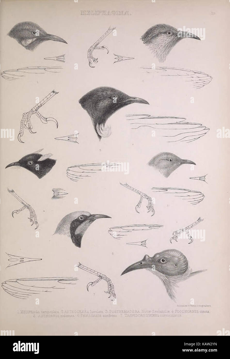 Illustration showcases various species hi-res stock photography and ...