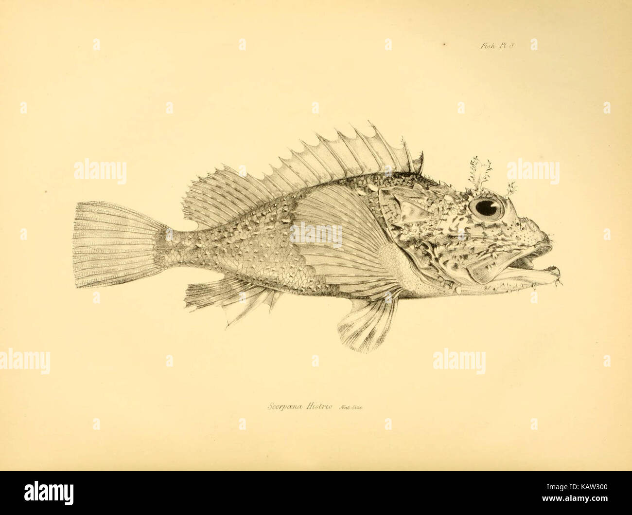 The zoology of the voyage of H.M.S. Beagle (Fish. Pl. 8) (5984925511 ...