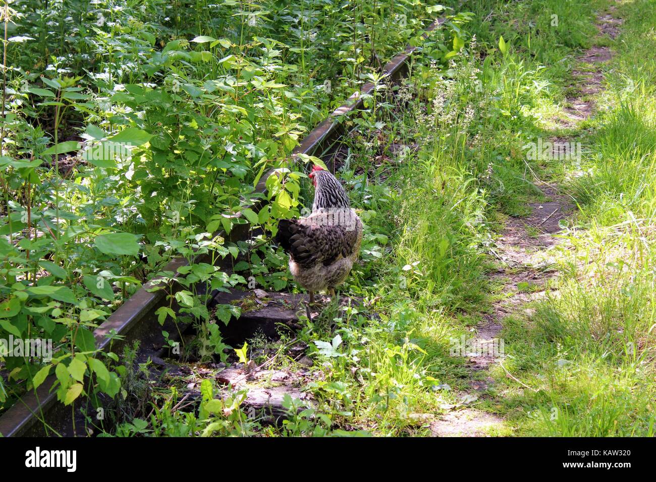 Hen looking for bugs and worms on abandoned railroad tracks. There were ...