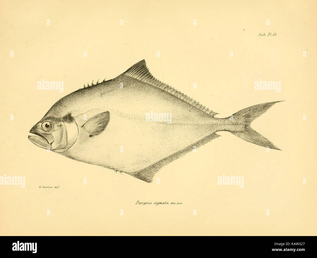 This plate from *The Zoology of the Voyage of H.M.S. Beagle ...