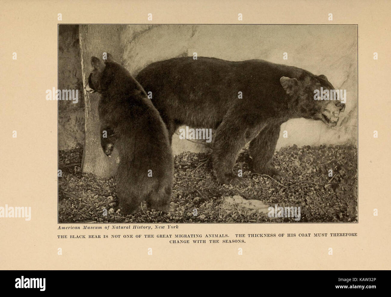 The human side of animals (7409124062 Stock Photo - Alamy