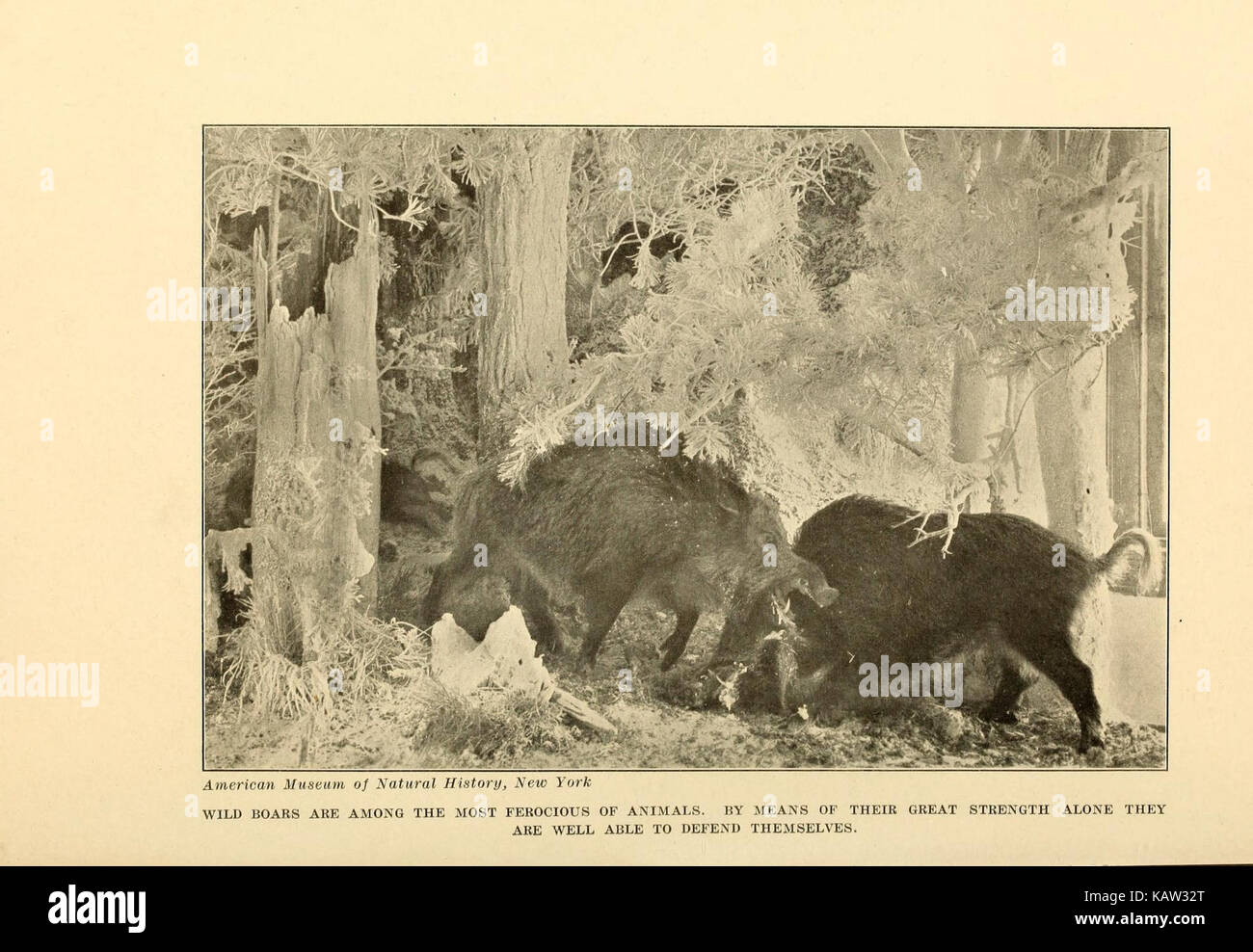 The human side of animals (7409115374 Stock Photo - Alamy