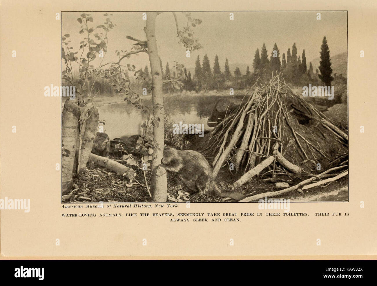 This artwork titled 'The Human Side of Animals' explores animal ...