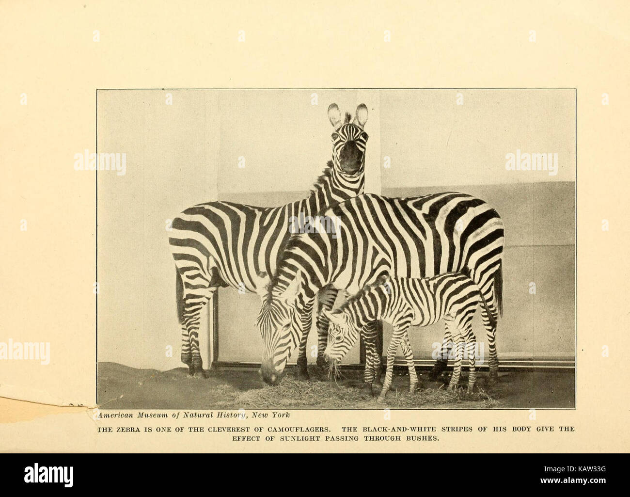 The human side of animals (7409092346 Stock Photo - Alamy