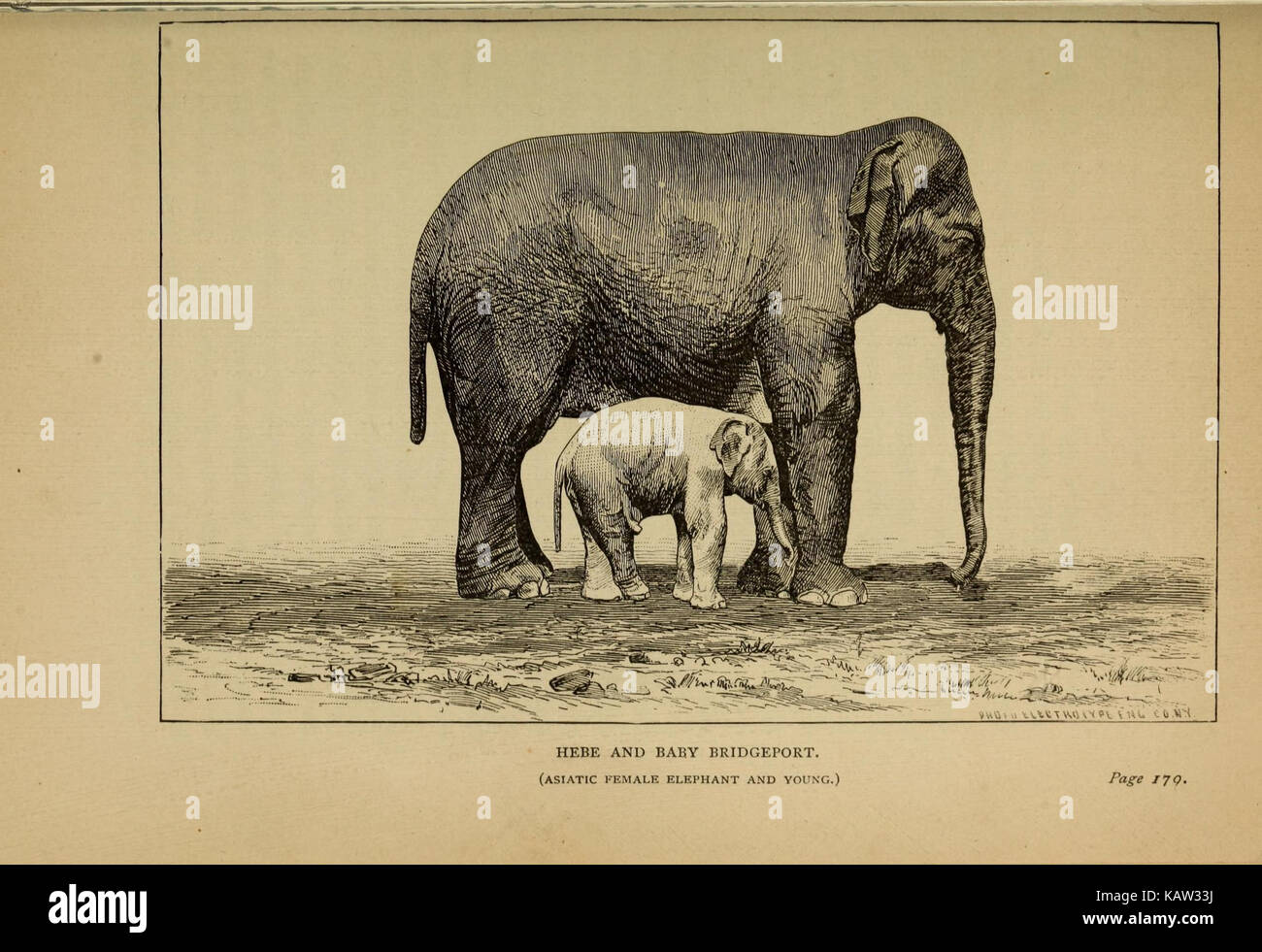 The ivory king (Plate XIV) (7583949004 Stock Photo - Alamy