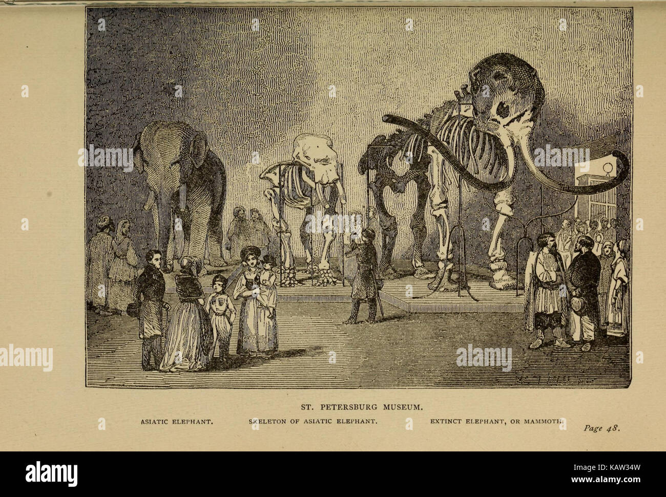 The ivory king (Plate IV) (7583932808 Stock Photo - Alamy