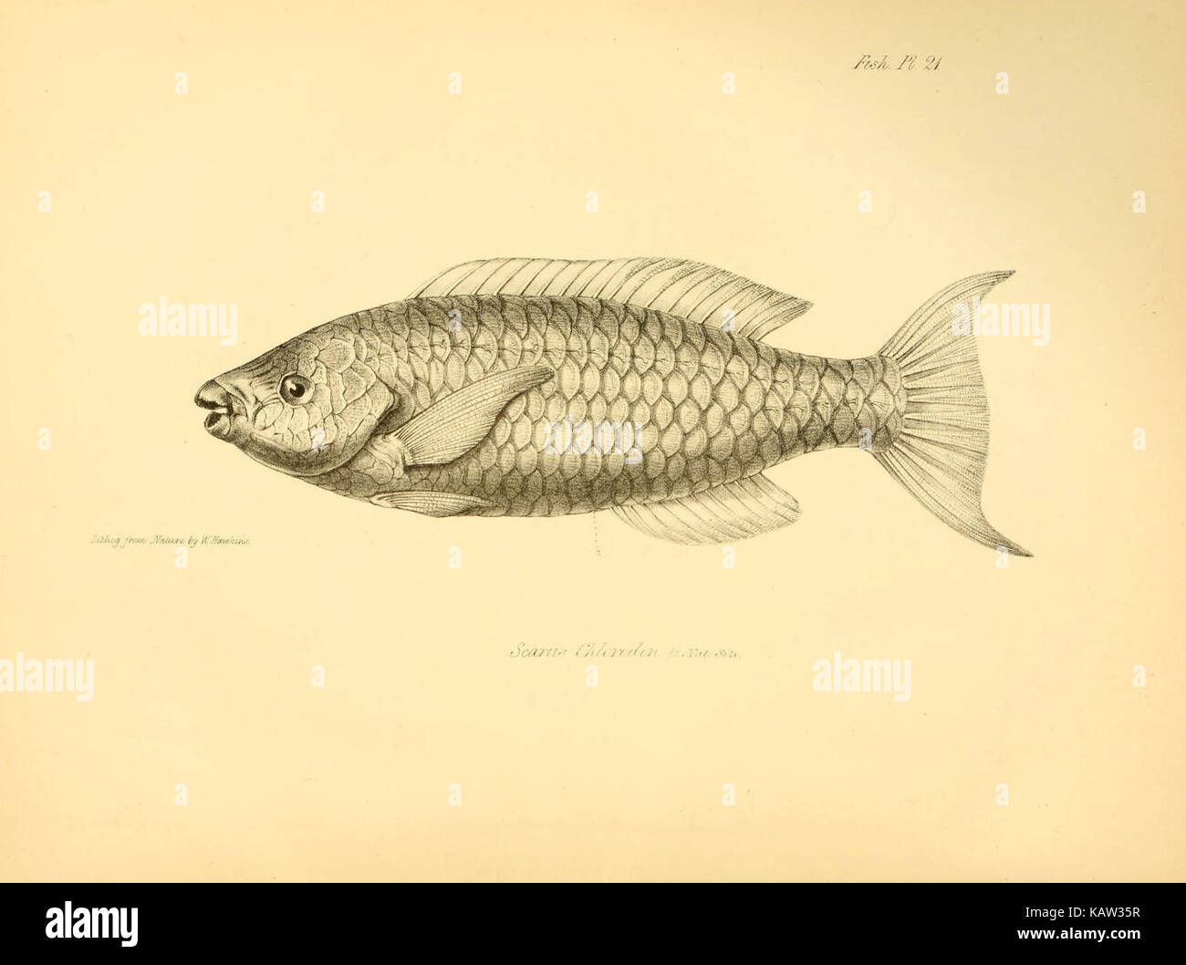 The zoology of the voyage of H.M.S. Beagle (Fish. Pl. 21) (5985490792 ...