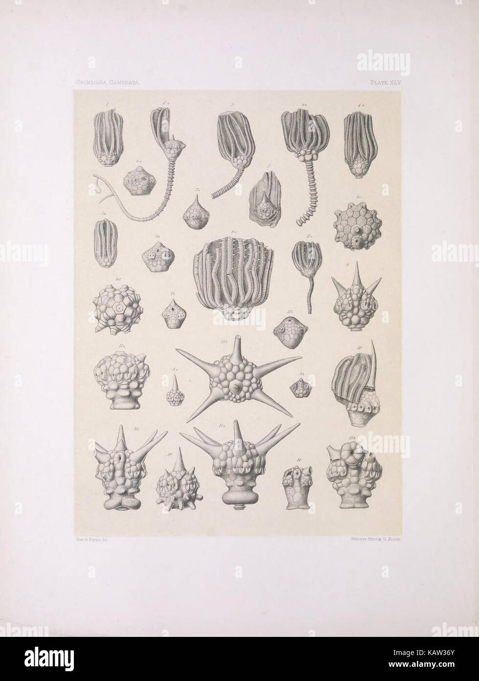 The image presents the North American Crinoidea camerata, a species of ...