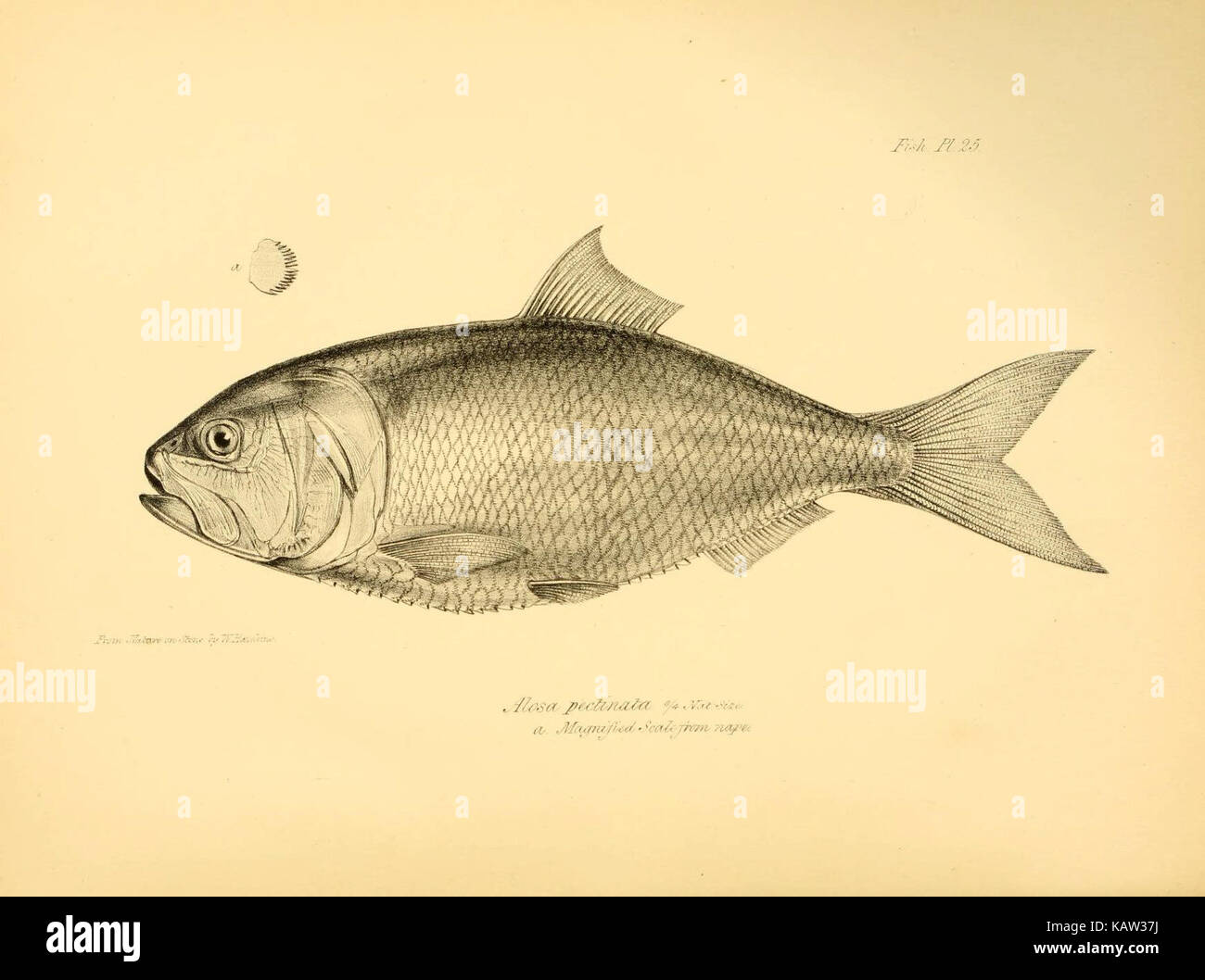 The zoology of the voyage of H.M.S. Beagle (Fish. Pl. 25) (5985491730 ...