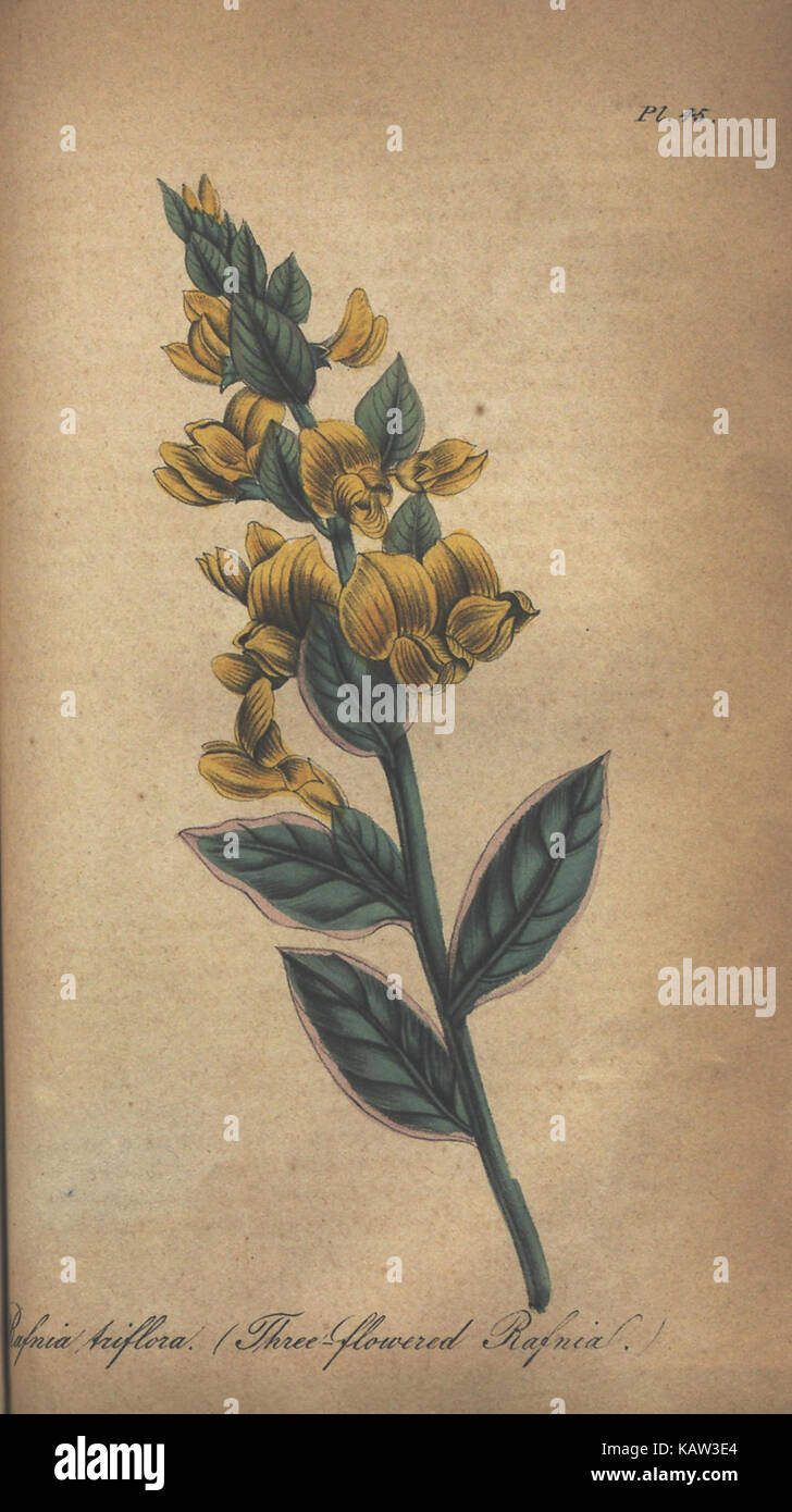 Illustrated botanical guide features hi-res stock photography and ...