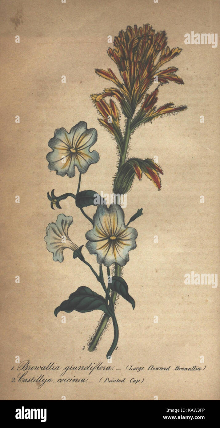 Botany pictorial works hi-res stock photography and images - Alamy