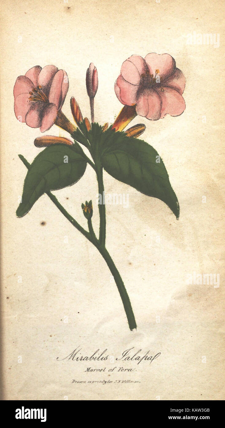 Illustrated botanical reference hi-res stock photography and images - Alamy