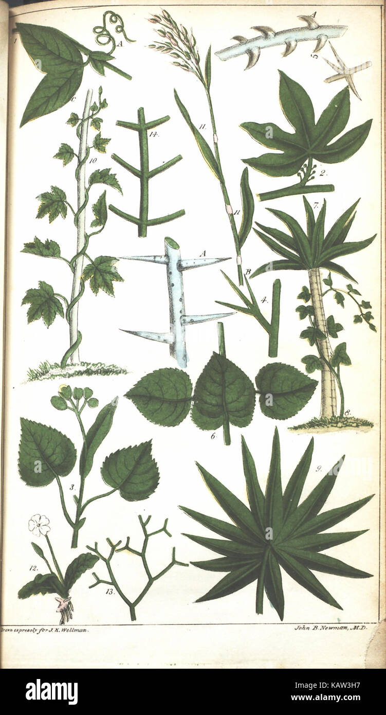 Botany pictorial works hi-res stock photography and images - Alamy