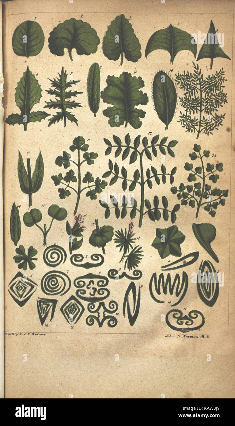 Illustrated botanical reference hi-res stock photography and images - Alamy