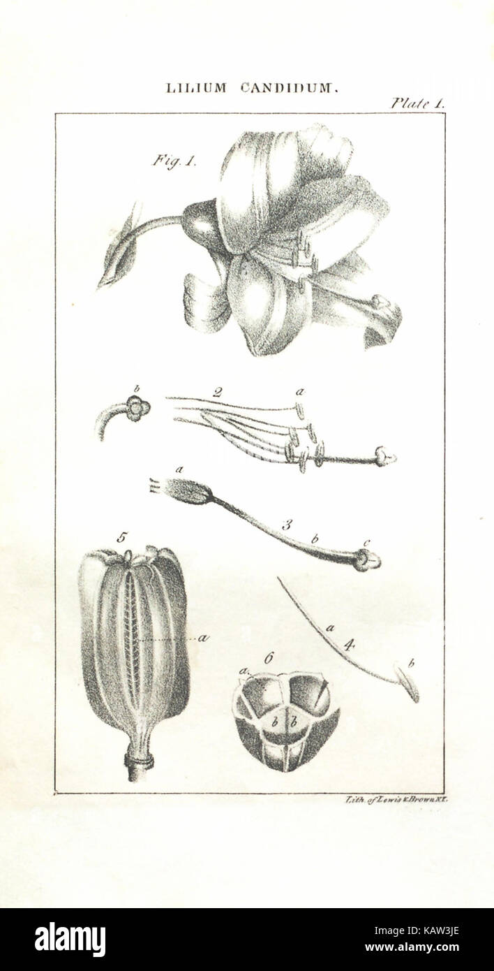 The illustrated botany (Plate 1) (7166315469 Stock Photo - Alamy