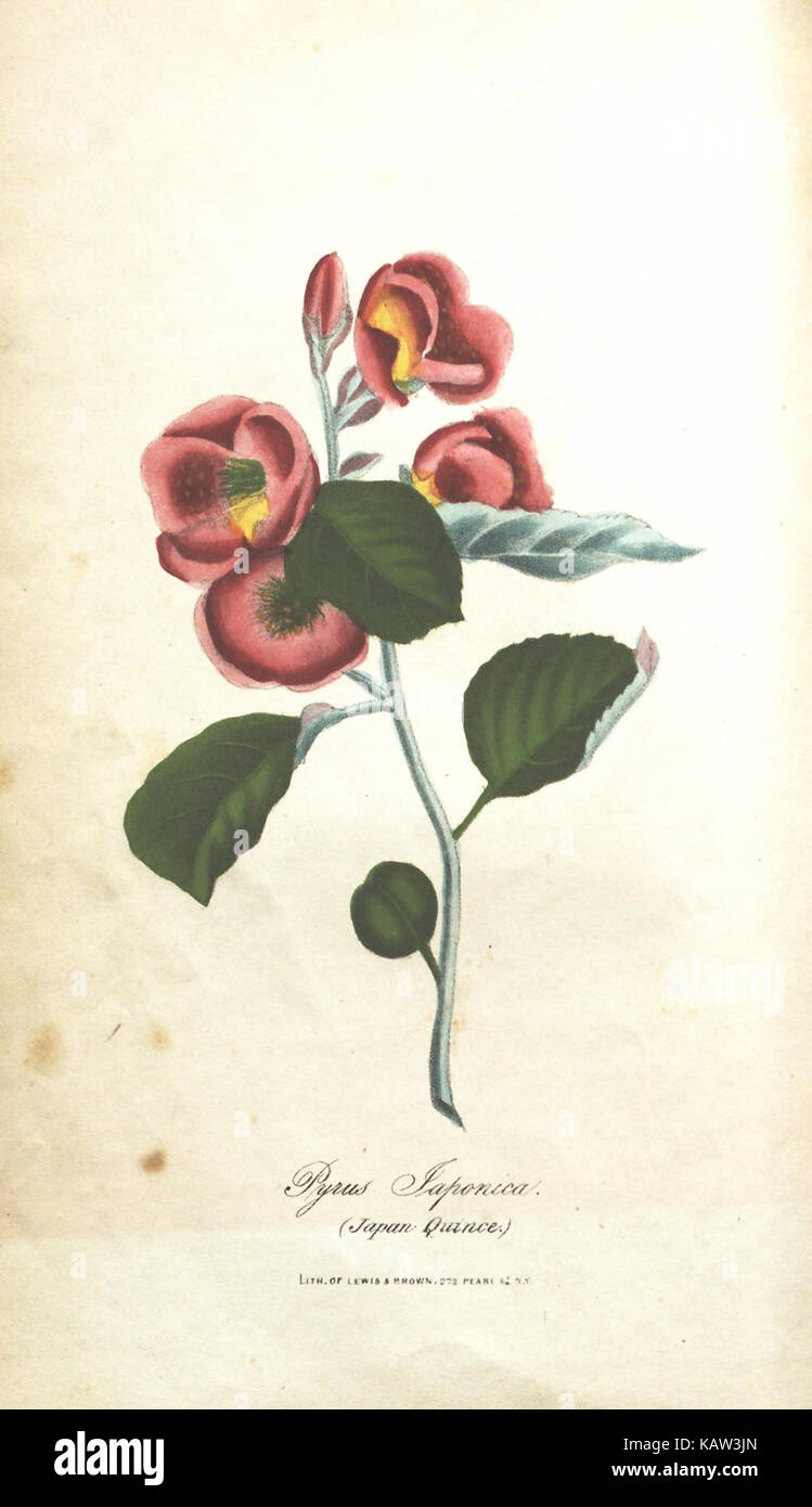 Illustrated botanical reference hi-res stock photography and images - Alamy