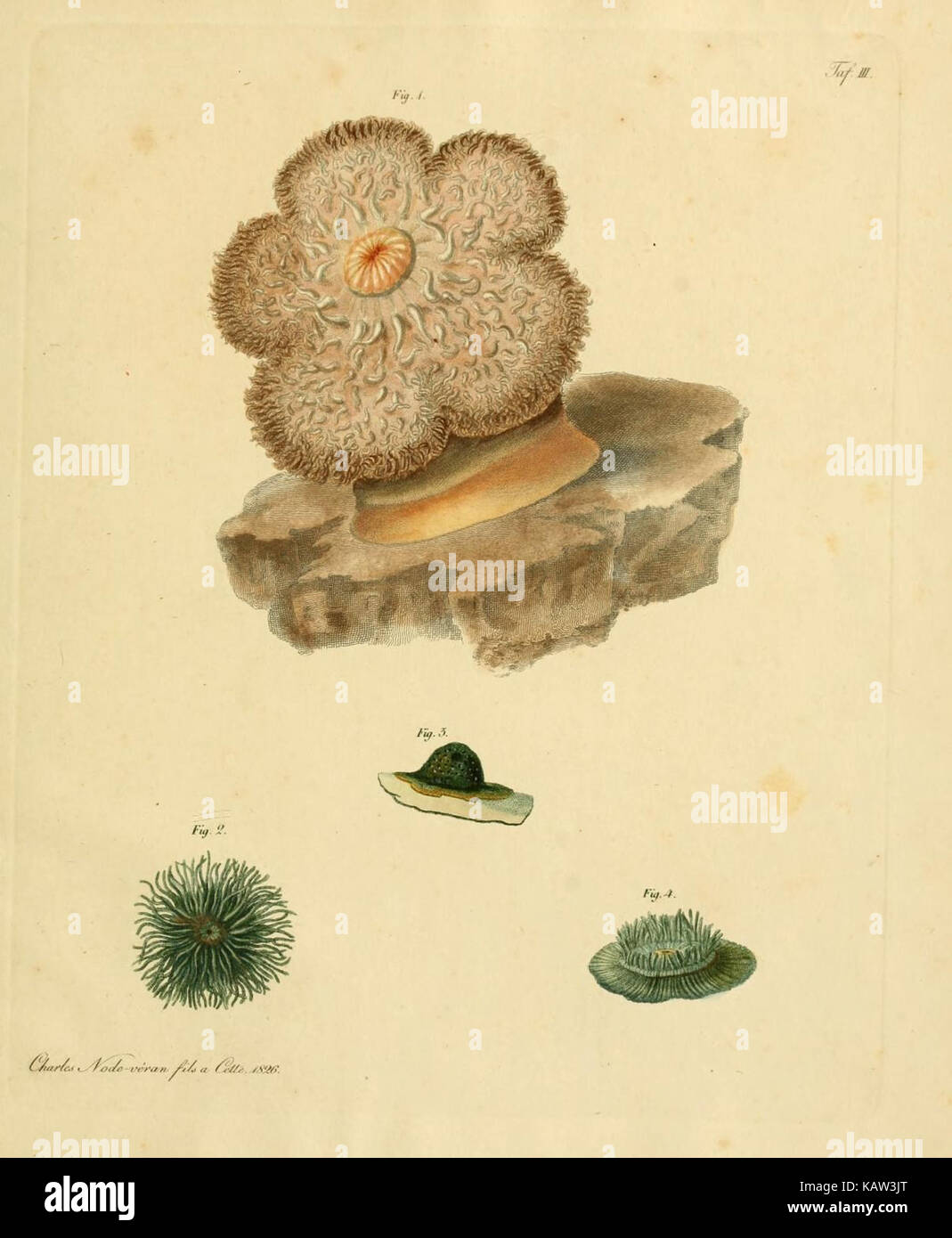 Ueber die Polypen im Allgemeinen und die Actinien insbesondere (Taf ...