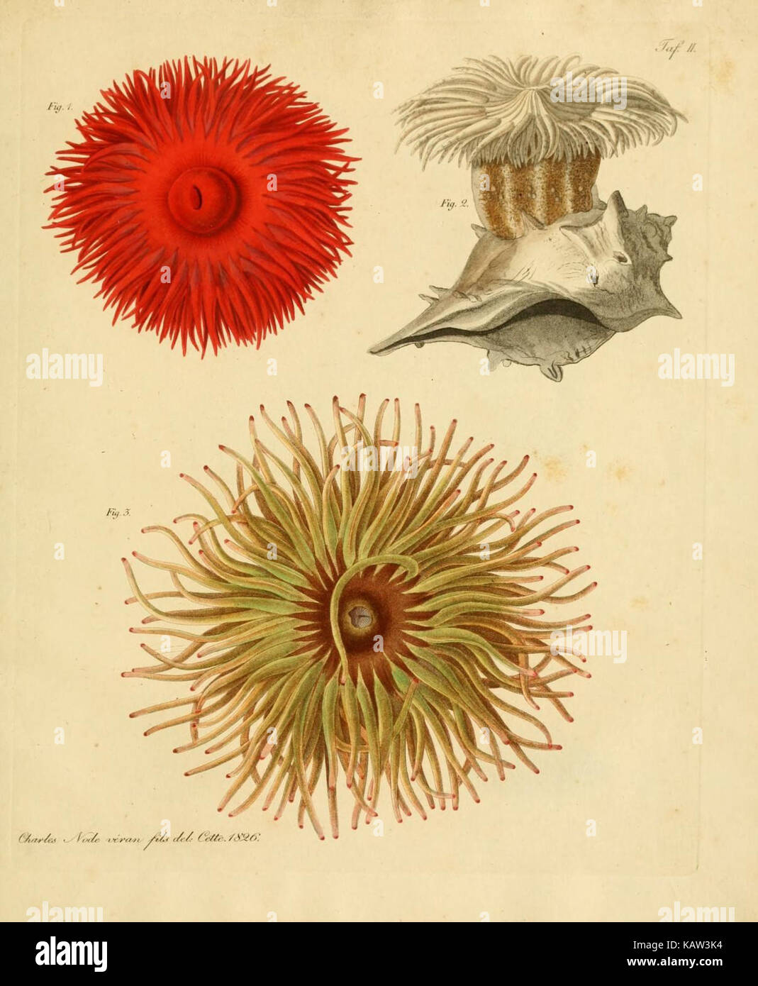 Ueber die Polypen im Allgemeinen und die Actinien insbesondere (Taf. II ...