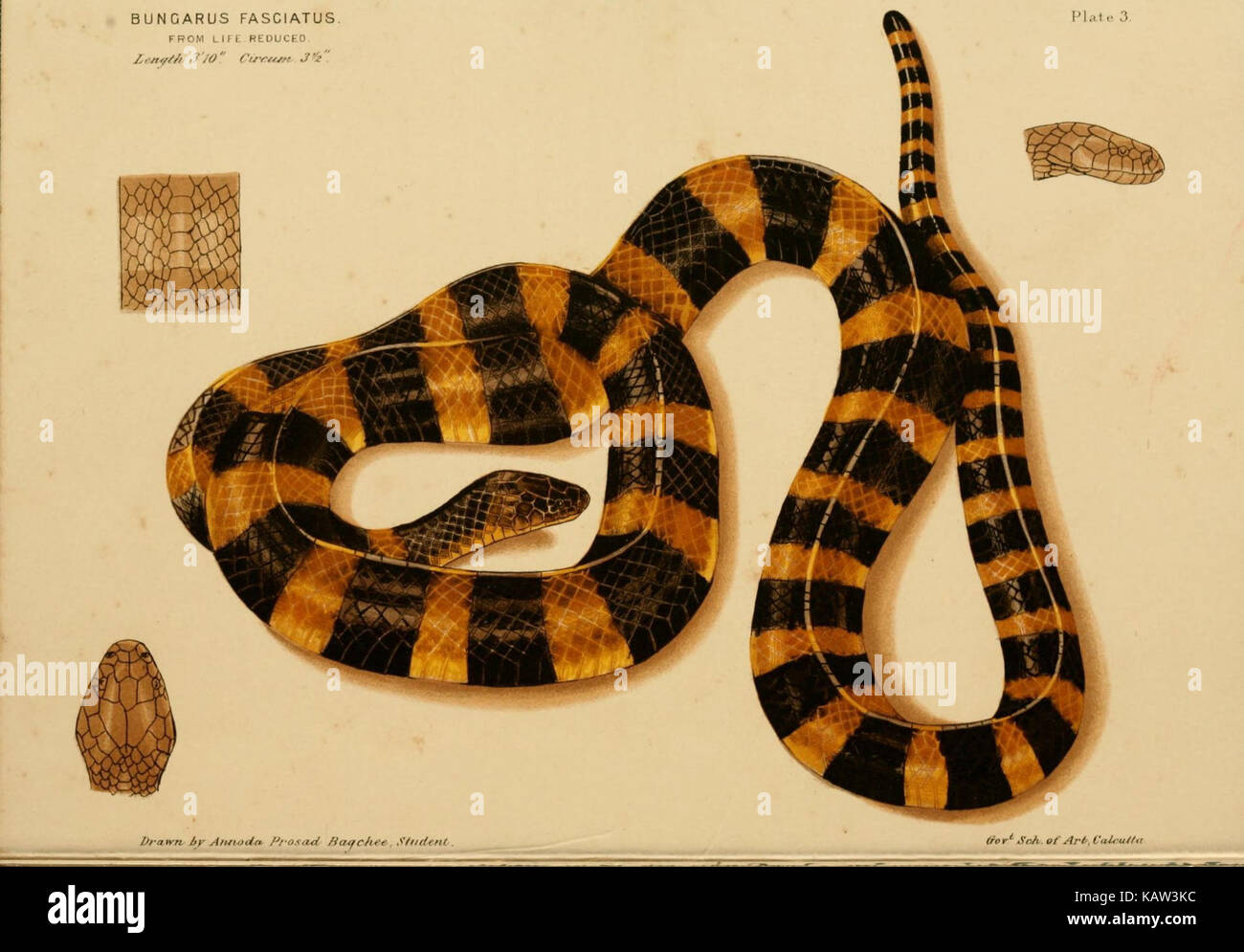 The poisonous snakes of India (Plate 3) (7341173428 Stock Photo - Alamy