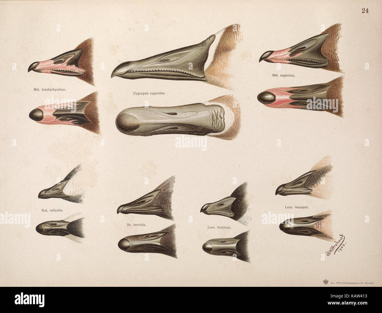 This illustration from 'The Geese of Europe and Asia' presents various ...