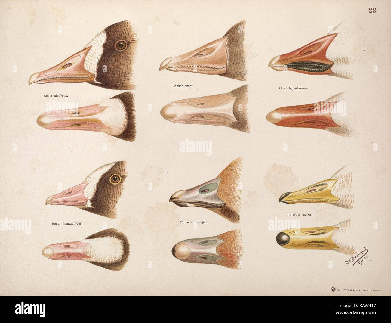 This illustration from 'The Geese of Europe and Asia' presents various ...