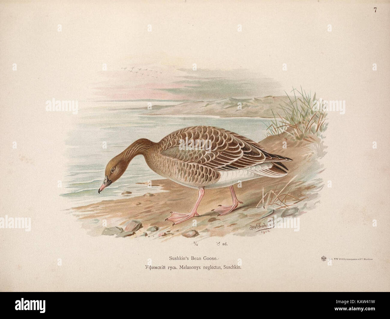 The geese of Europe and Asia (Plate 7) (7152352191 Stock Photo - Alamy