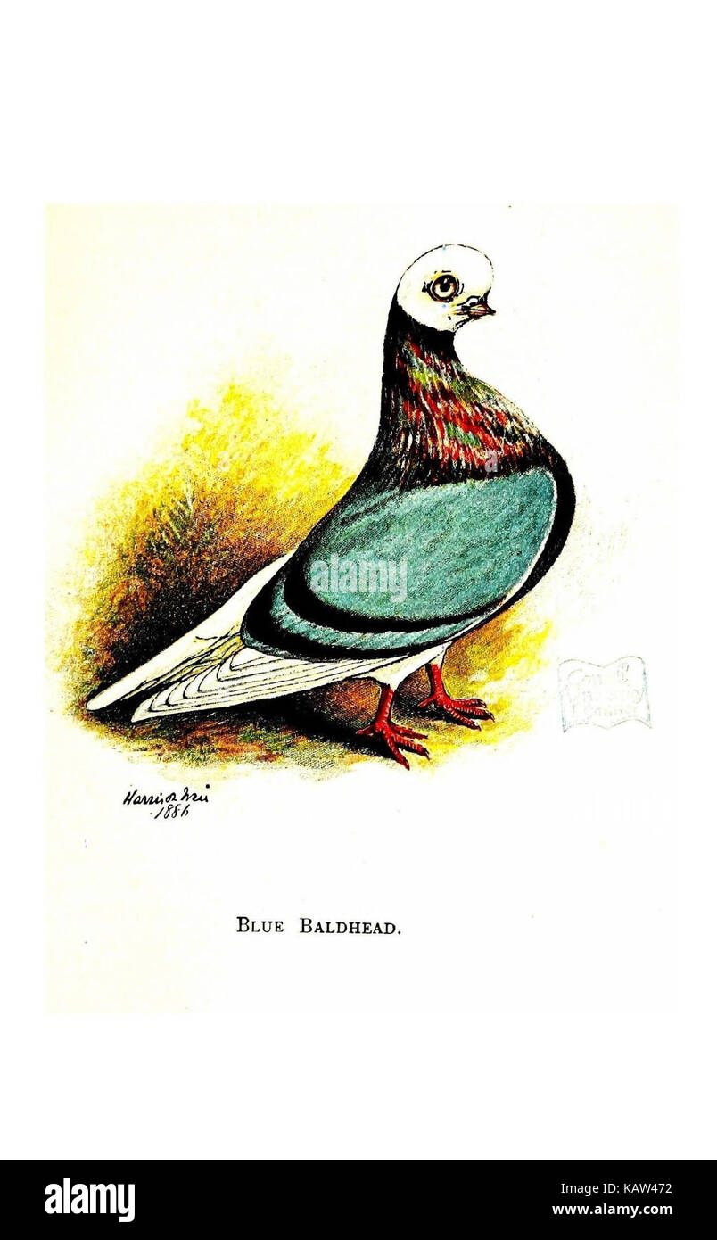 Pigeon cover Cut Out Stock Images & Pictures - Alamy