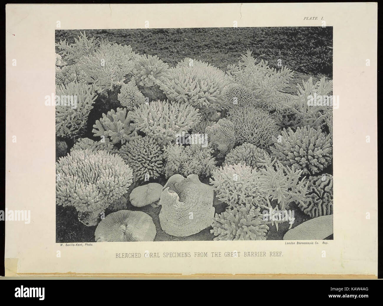 The Great Barrier Reef of Australia (PLATE I) (6898561516 Stock Photo ...