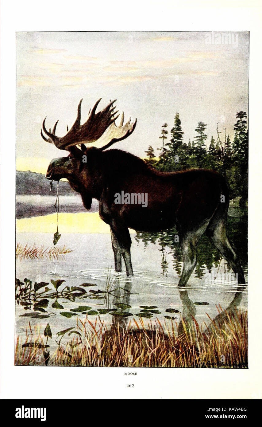 North american mammals hi-res stock photography and images - Alamy
