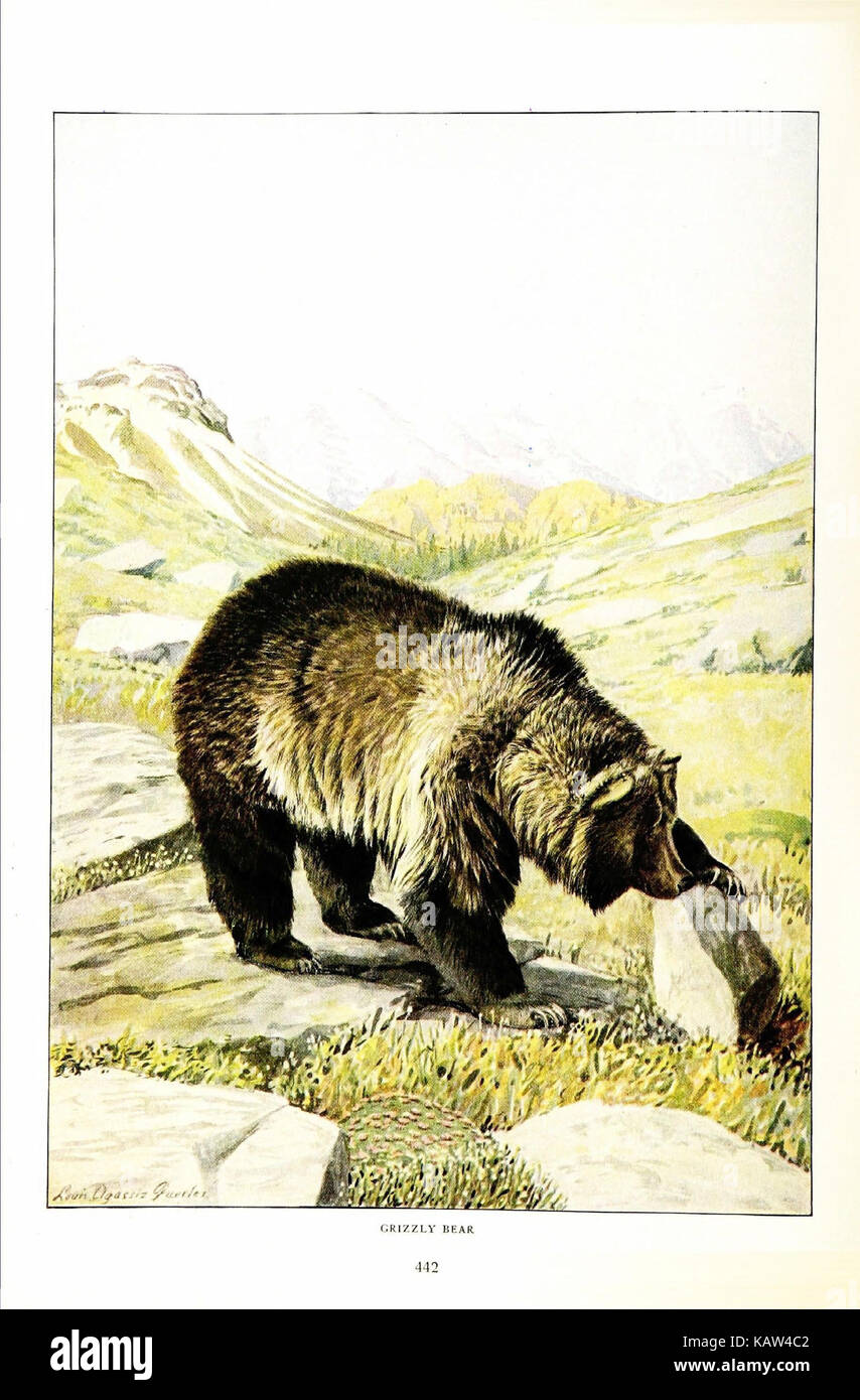 North american mammals hi-res stock photography and images - Alamy