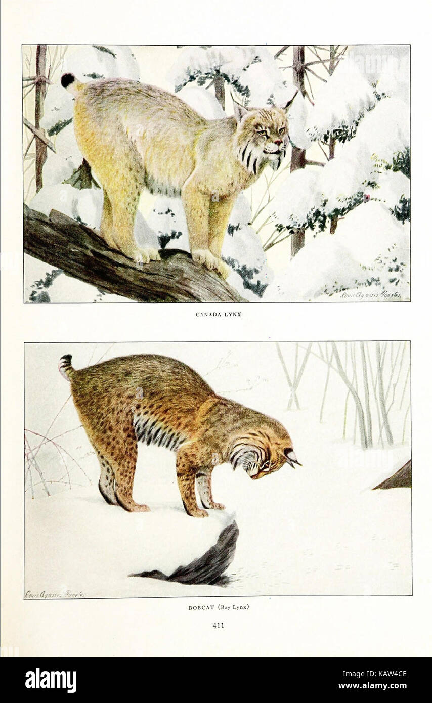 This is a page from a work detailing the larger North American mammals ...
