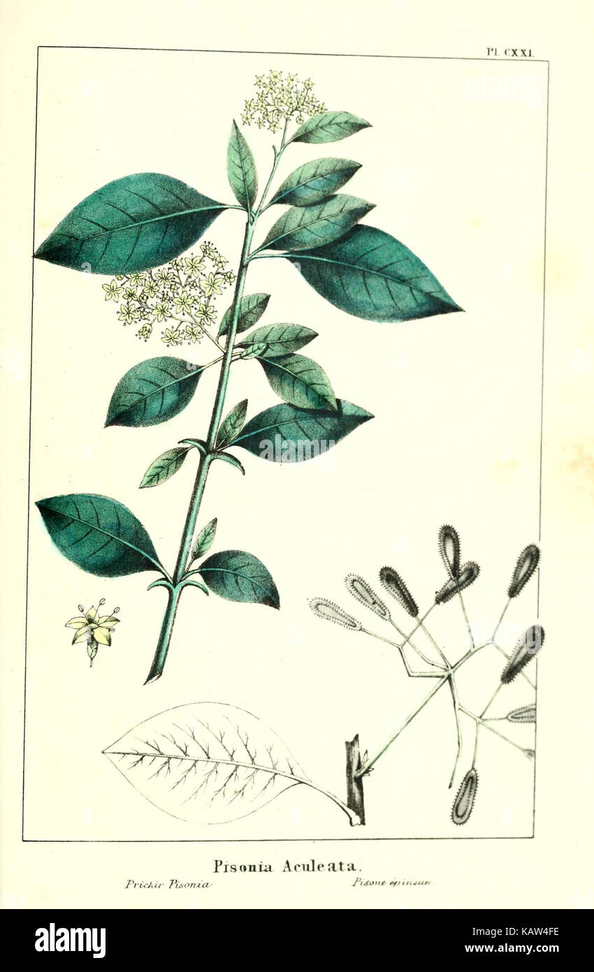 The North American sylva (Pl. CXXI) (9152348056 Stock Photo - Alamy