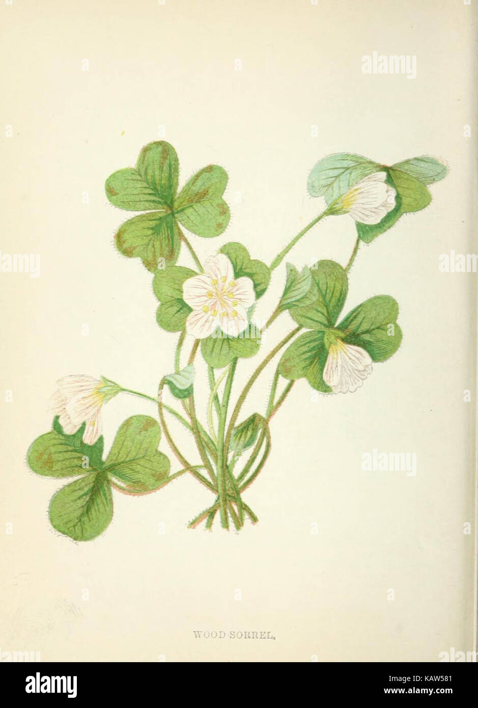 Botanical drawings of various plant forms hi-res stock photography and ...