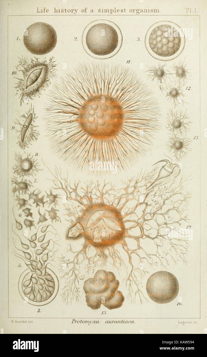 The history of creation, or, The development of the earth and its ...