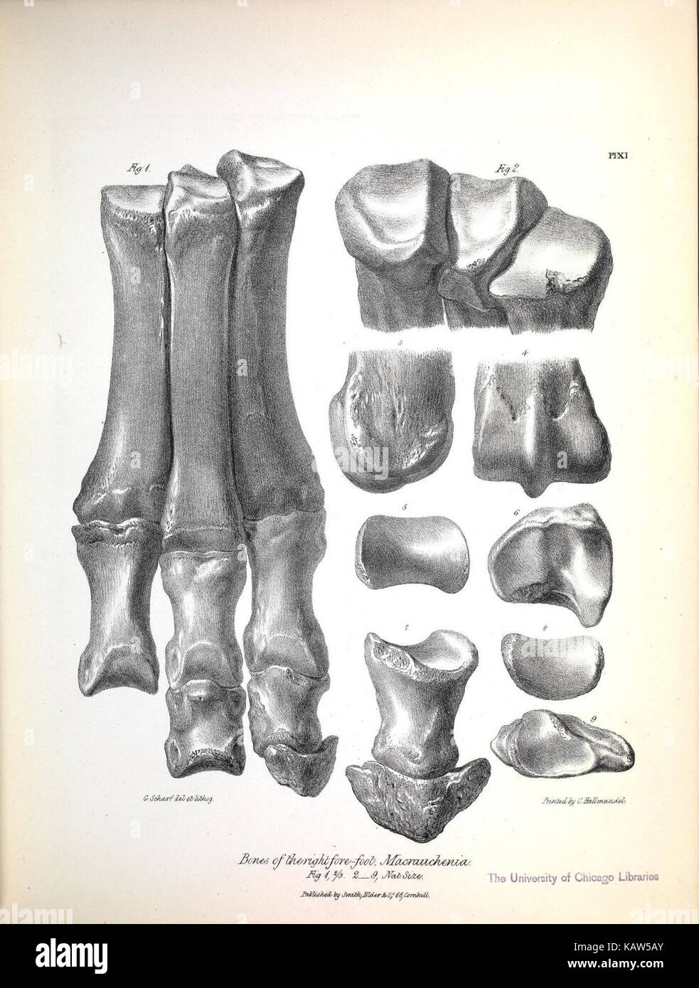 Voyage beagle map hi-res stock photography and images - Alamy