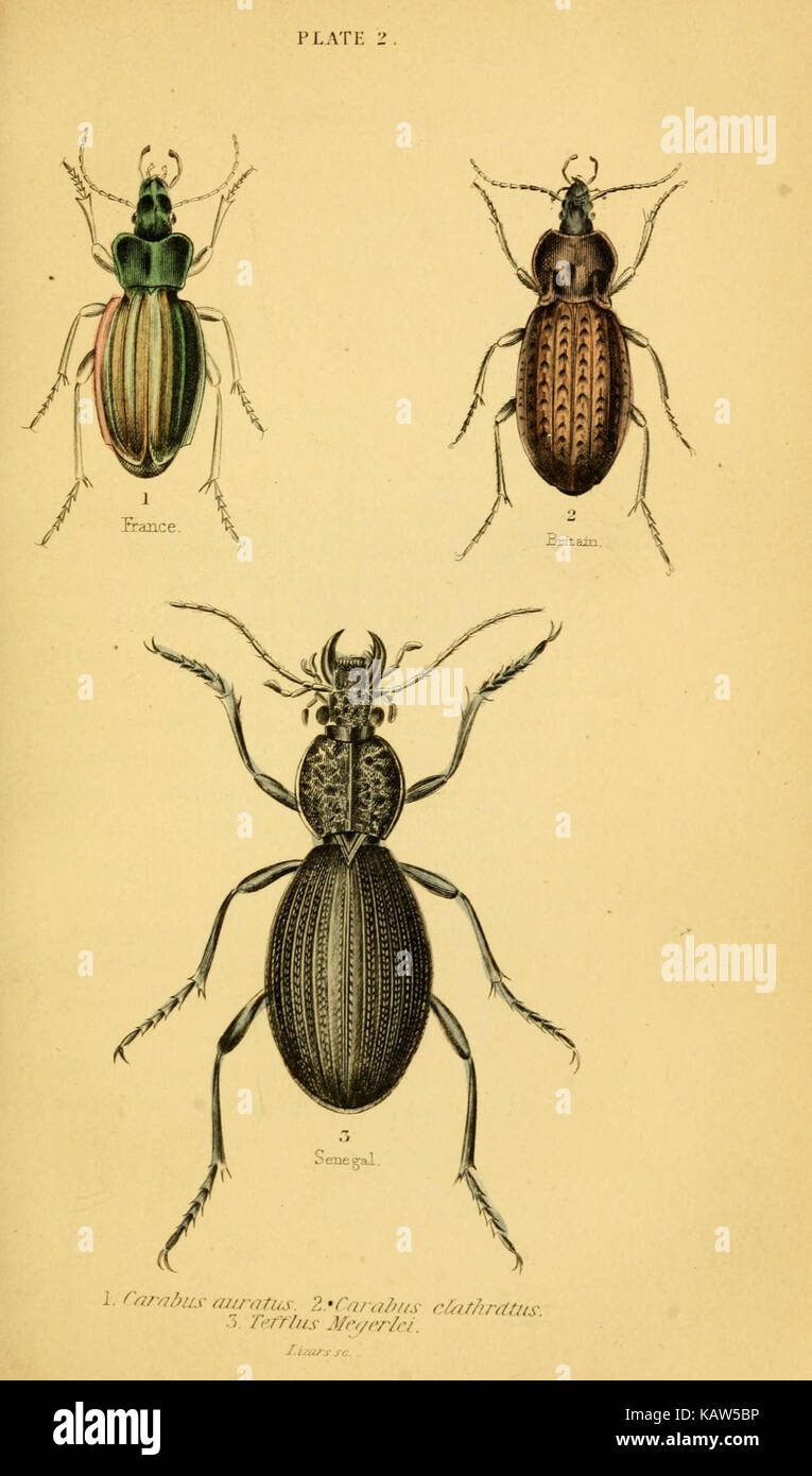 Map of beetles hi-res stock photography and images - Alamy