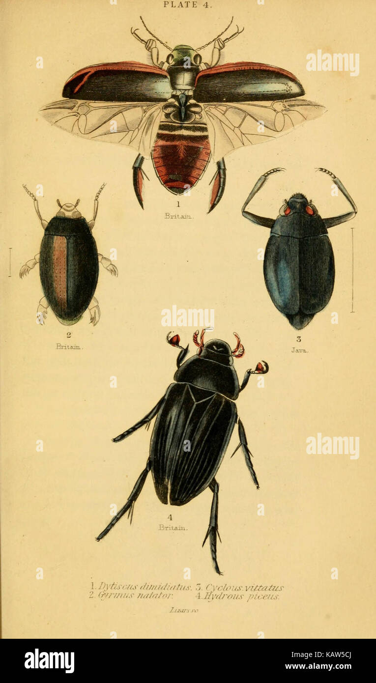Map of beetles hi-res stock photography and images - Alamy