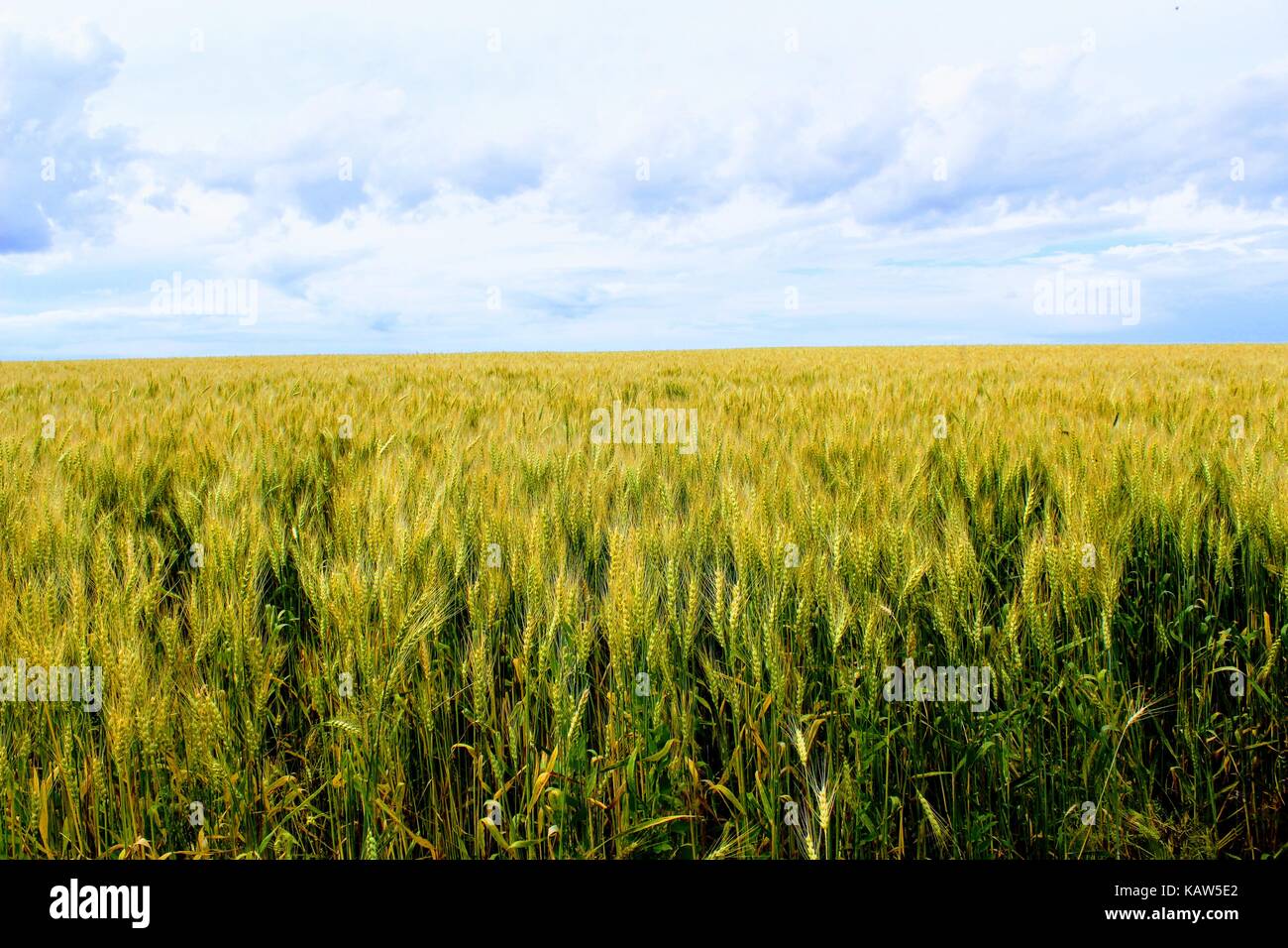 Boundless field hi-res stock photography and images - Alamy