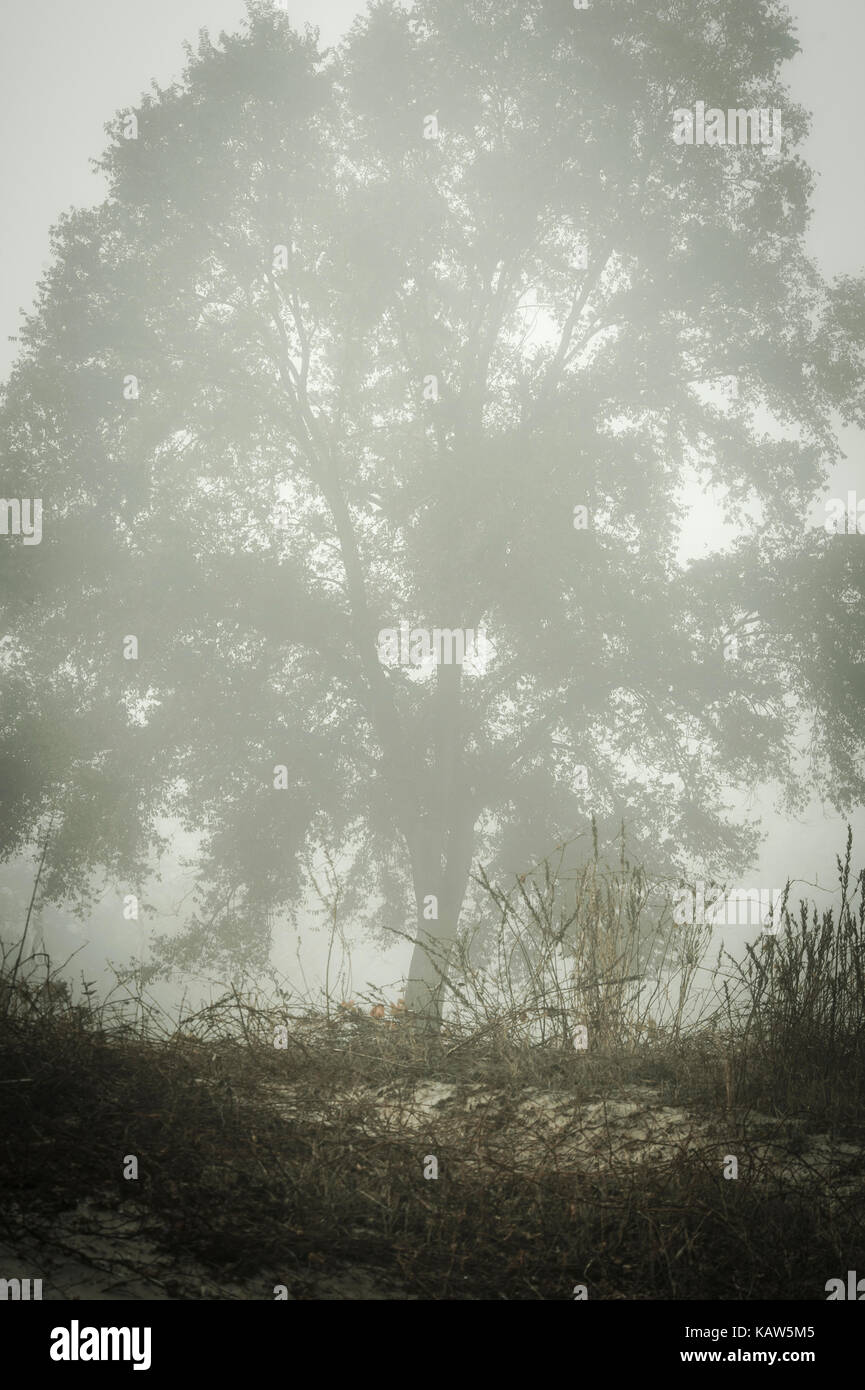 tree silhouette in the fog Stock Photo - Alamy