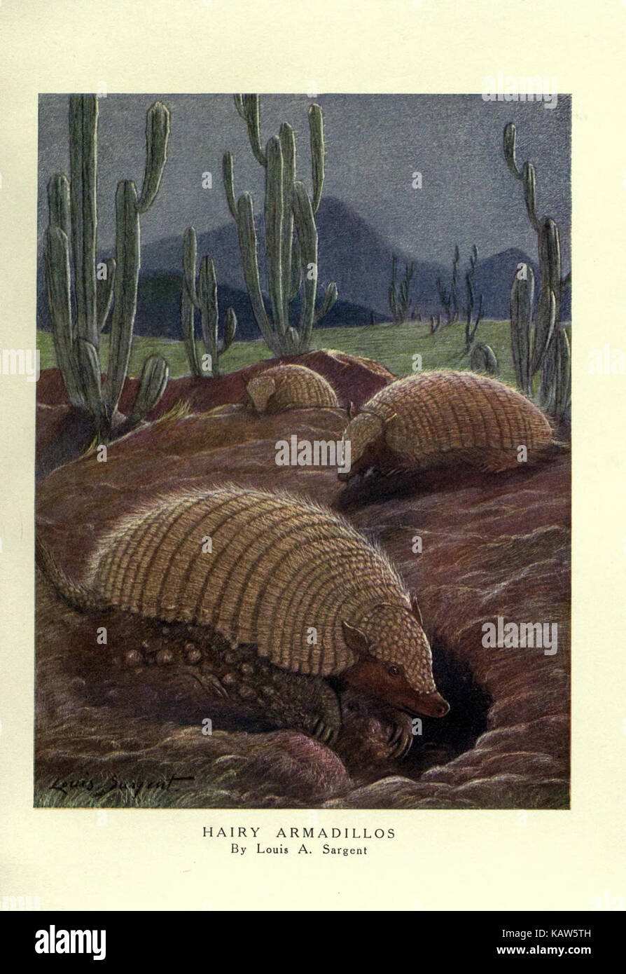 This plate illustrates wild beasts, showcasing various species from ...