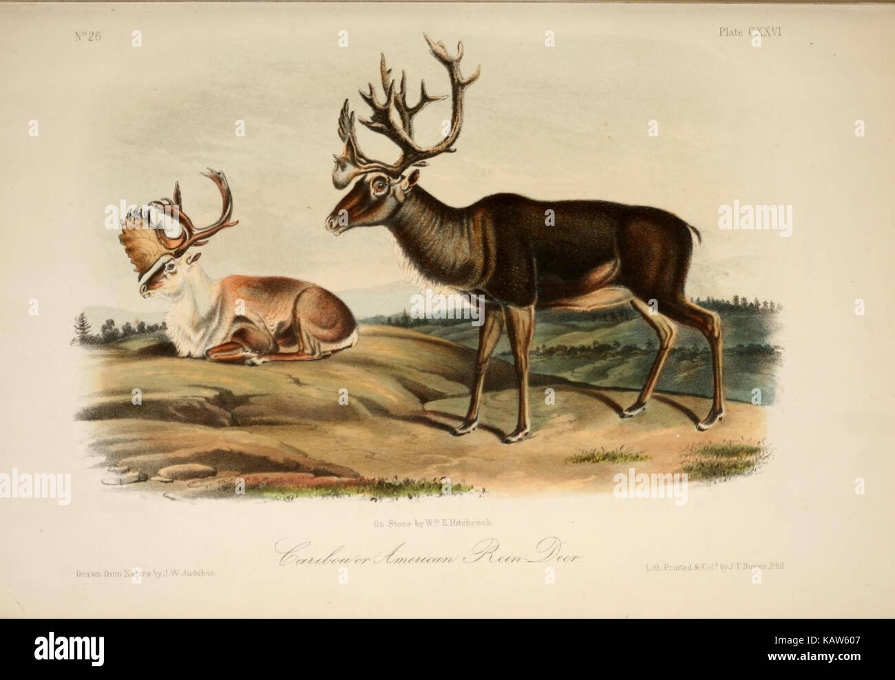 Plate cxxvi hi-res stock photography and images - Alamy