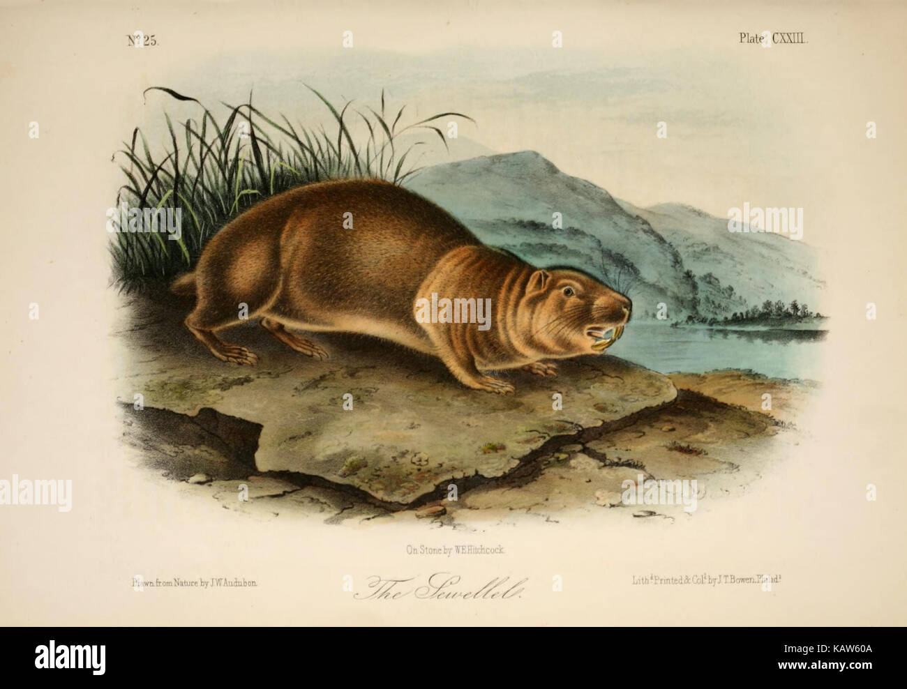 19th century animal drawing hi-res stock photography and images - Alamy