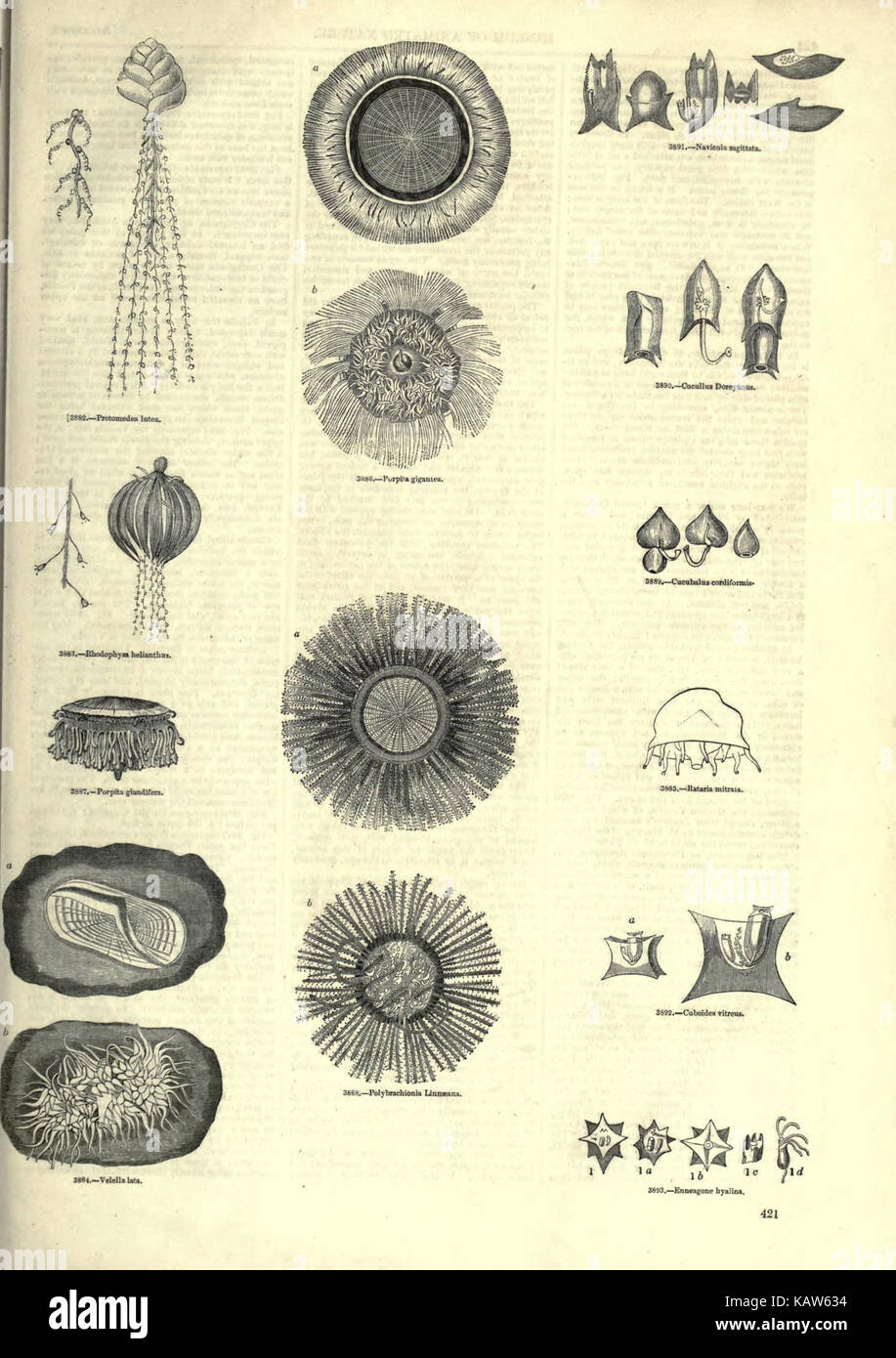 Page 421 from 'The Pictorial Museum of Animated Nature' illustrates ...