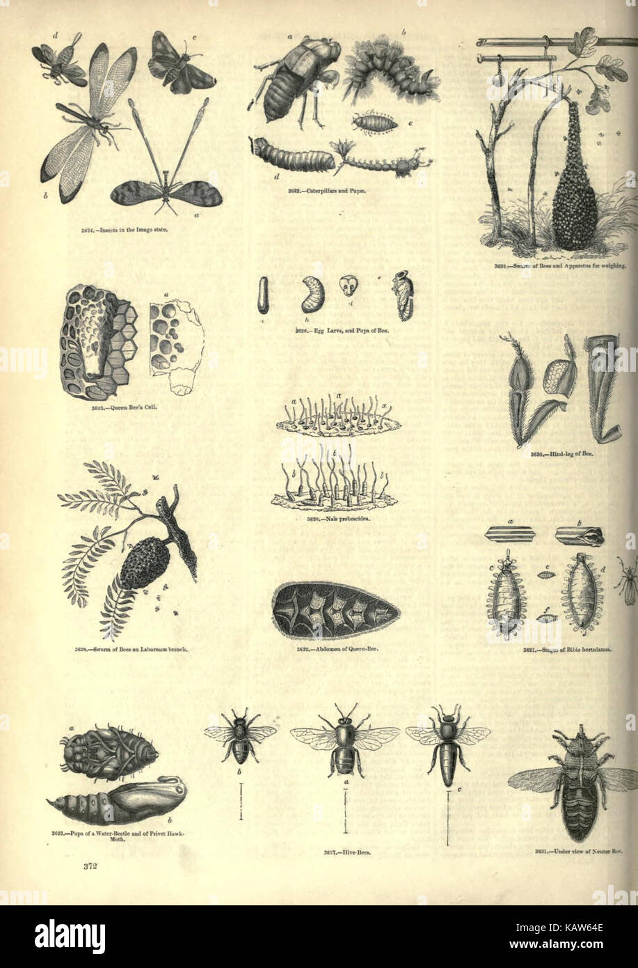 'The Pictorial Museum of Animated Nature' is a work that combines ...