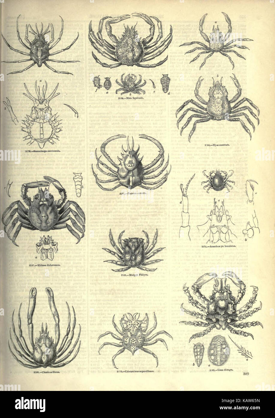 An image from the 'Pictorial Museum of Animated Nature,' page 309 ...